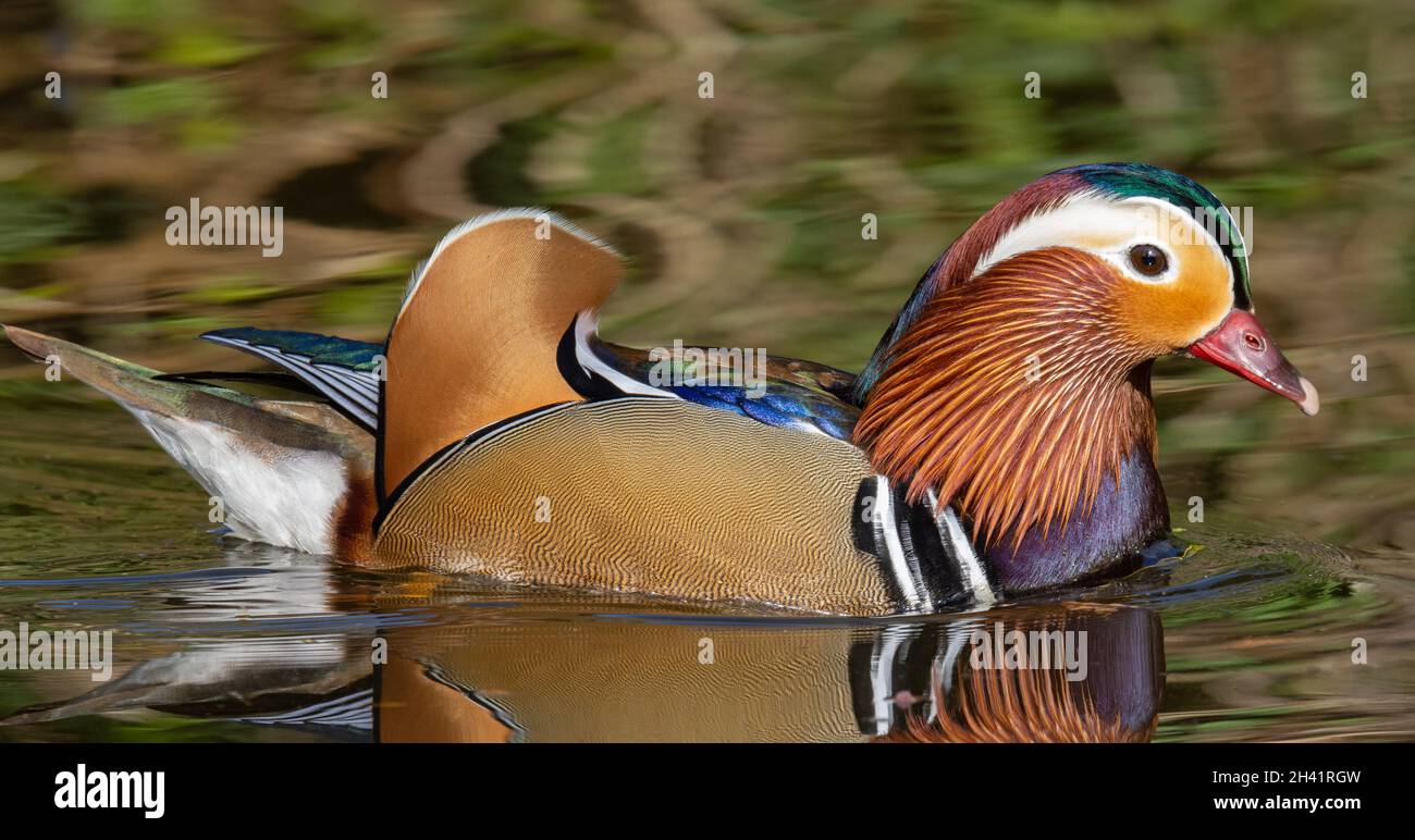 Chinese mandarin duck hi-res stock photography and images - Alamy