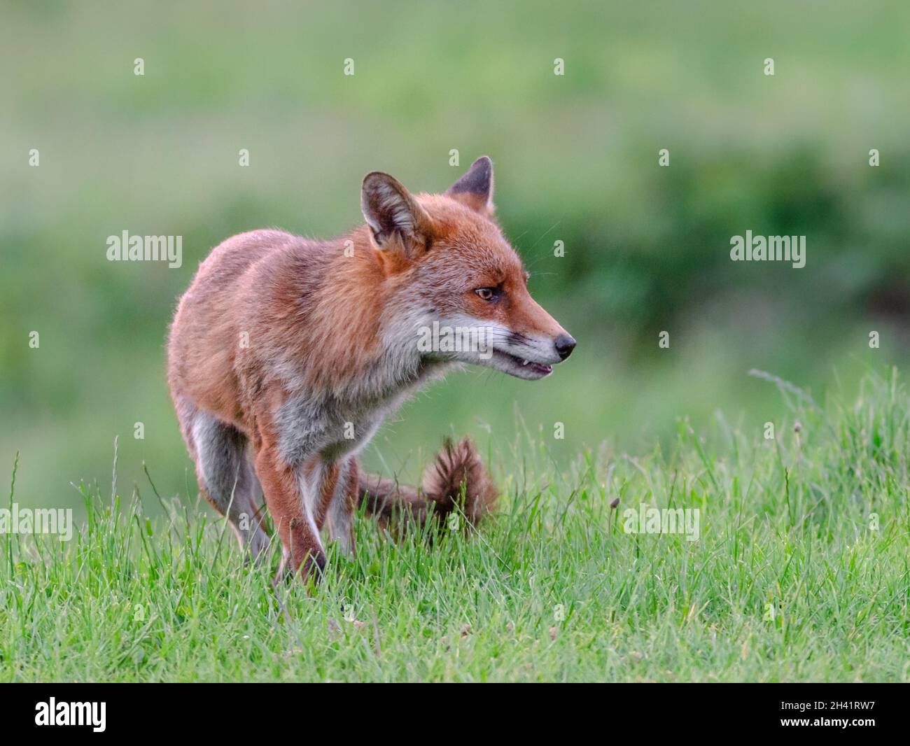 Sad looking foxes hi-res stock photography and images - Alamy