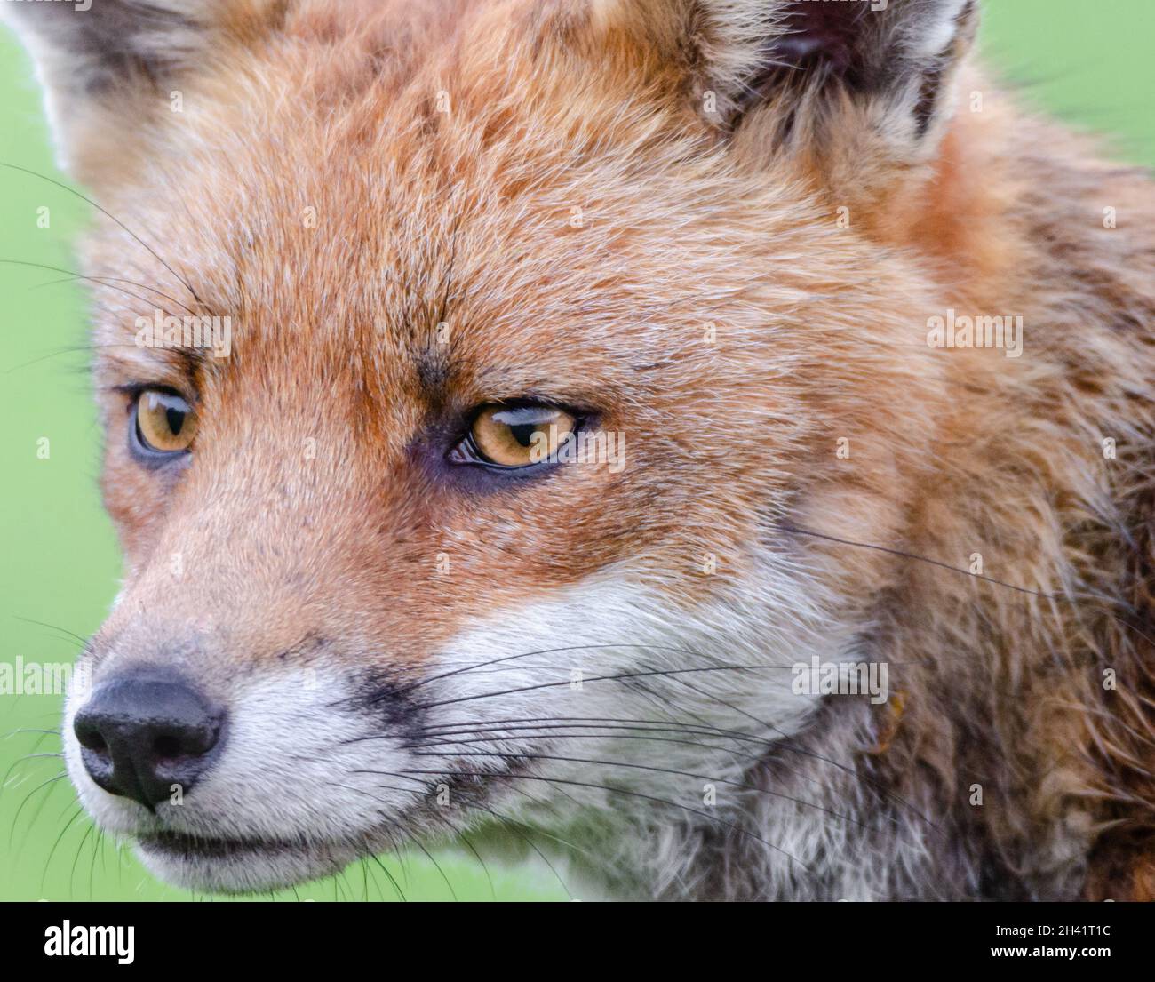 Fox portraits hi-res stock photography and images - Alamy