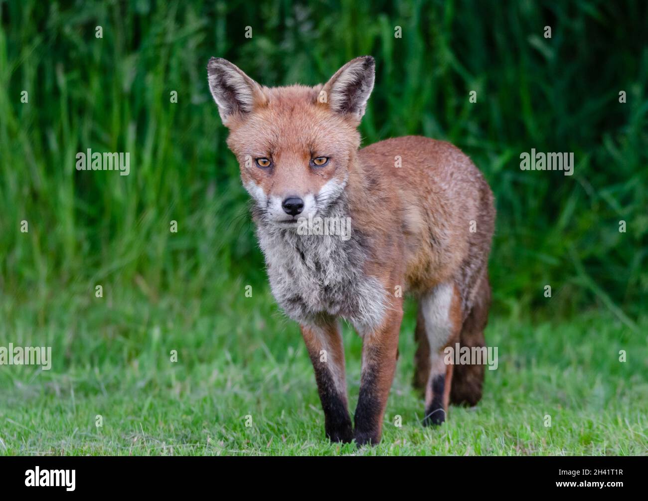 Sad looking foxes hi-res stock photography and images - Alamy