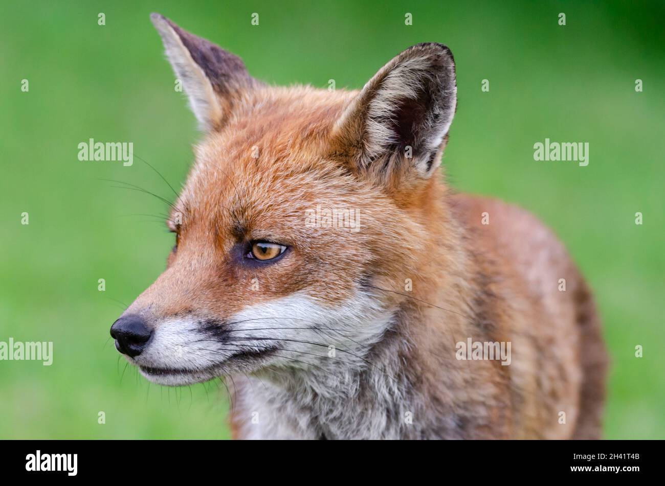 Fox portraits hi-res stock photography and images - Alamy
