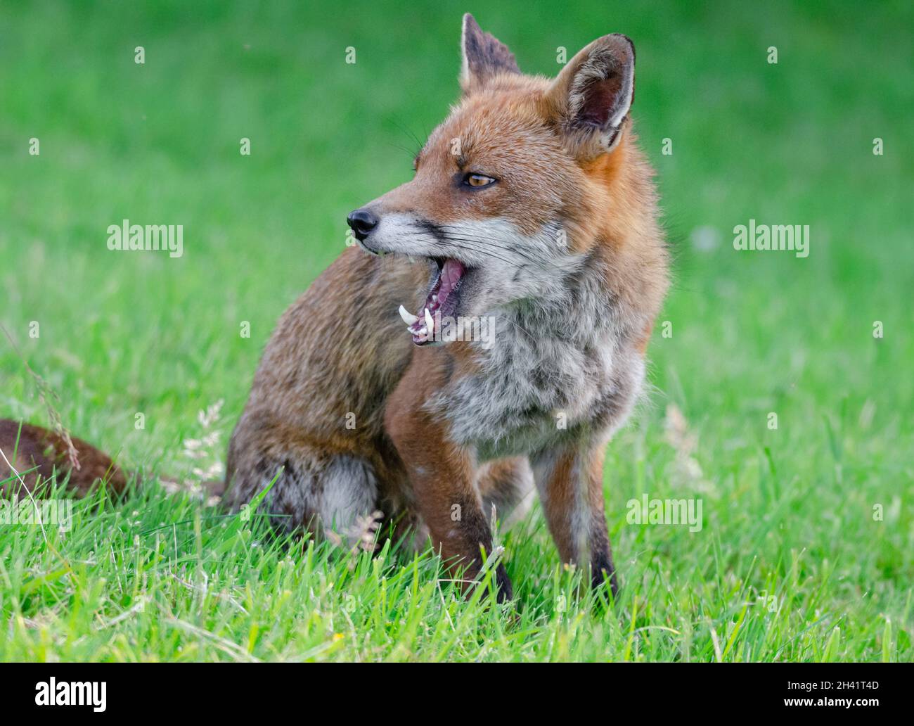 Sad looking foxes hi-res stock photography and images - Alamy
