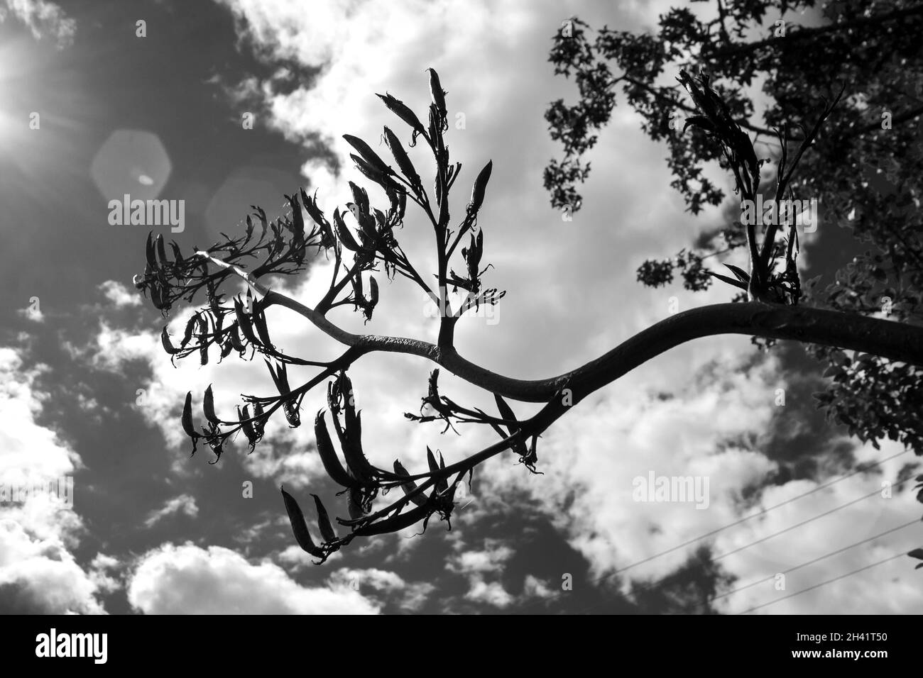 Old wood background can Black and White Stock Photos & Images - Alamy