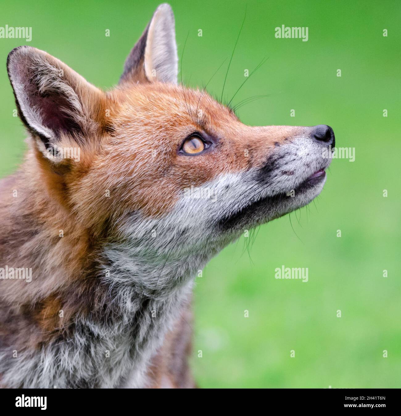 Sad looking foxes hi-res stock photography and images - Alamy