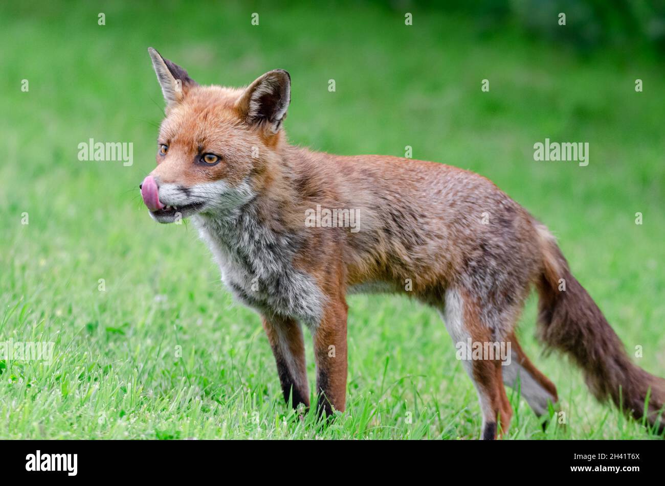 European fox hi-res stock photography and images - Alamy