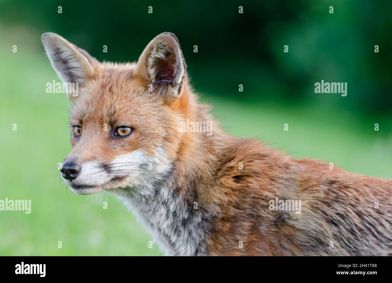 Sad looking foxes hi-res stock photography and images - Alamy