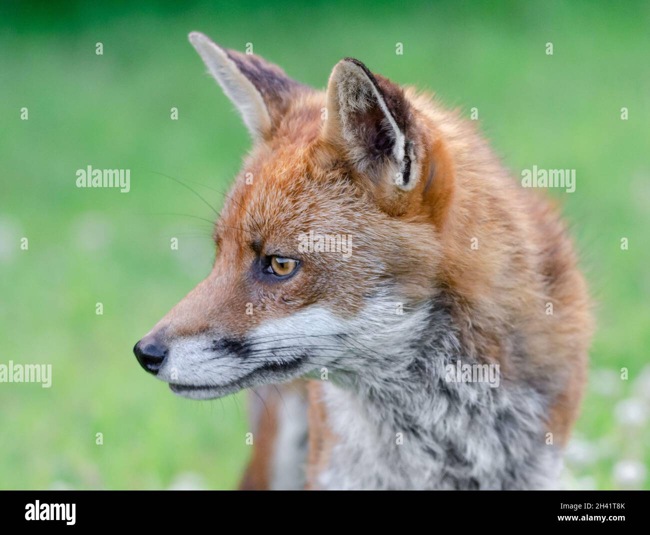 Sad looking foxes hi-res stock photography and images - Alamy