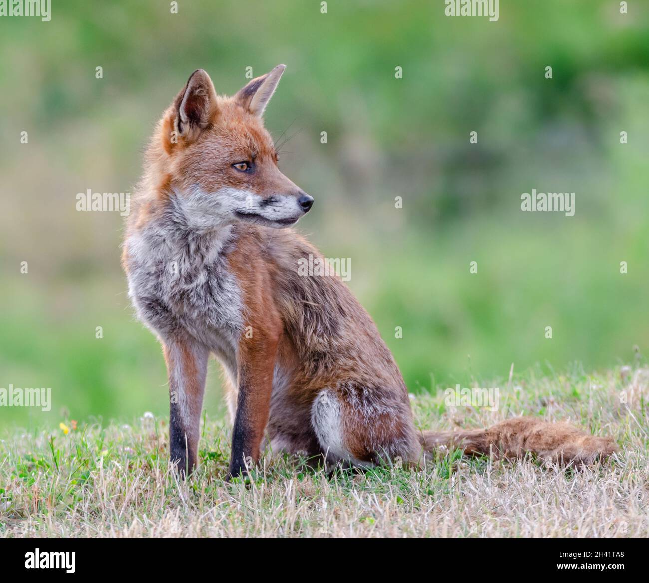 Sad looking foxes hi-res stock photography and images - Alamy
