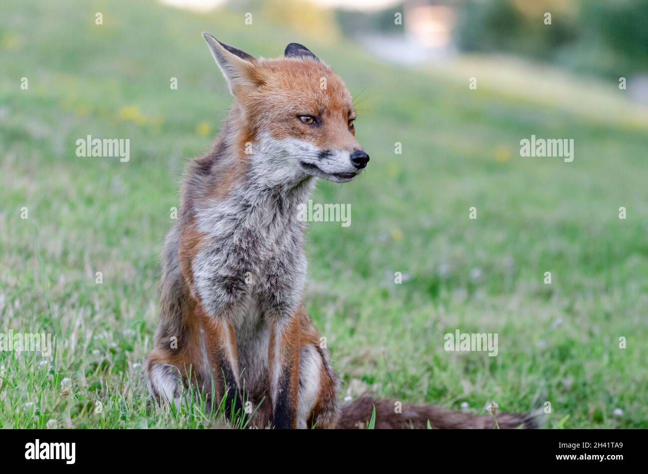 Sad looking foxes hi-res stock photography and images - Alamy
