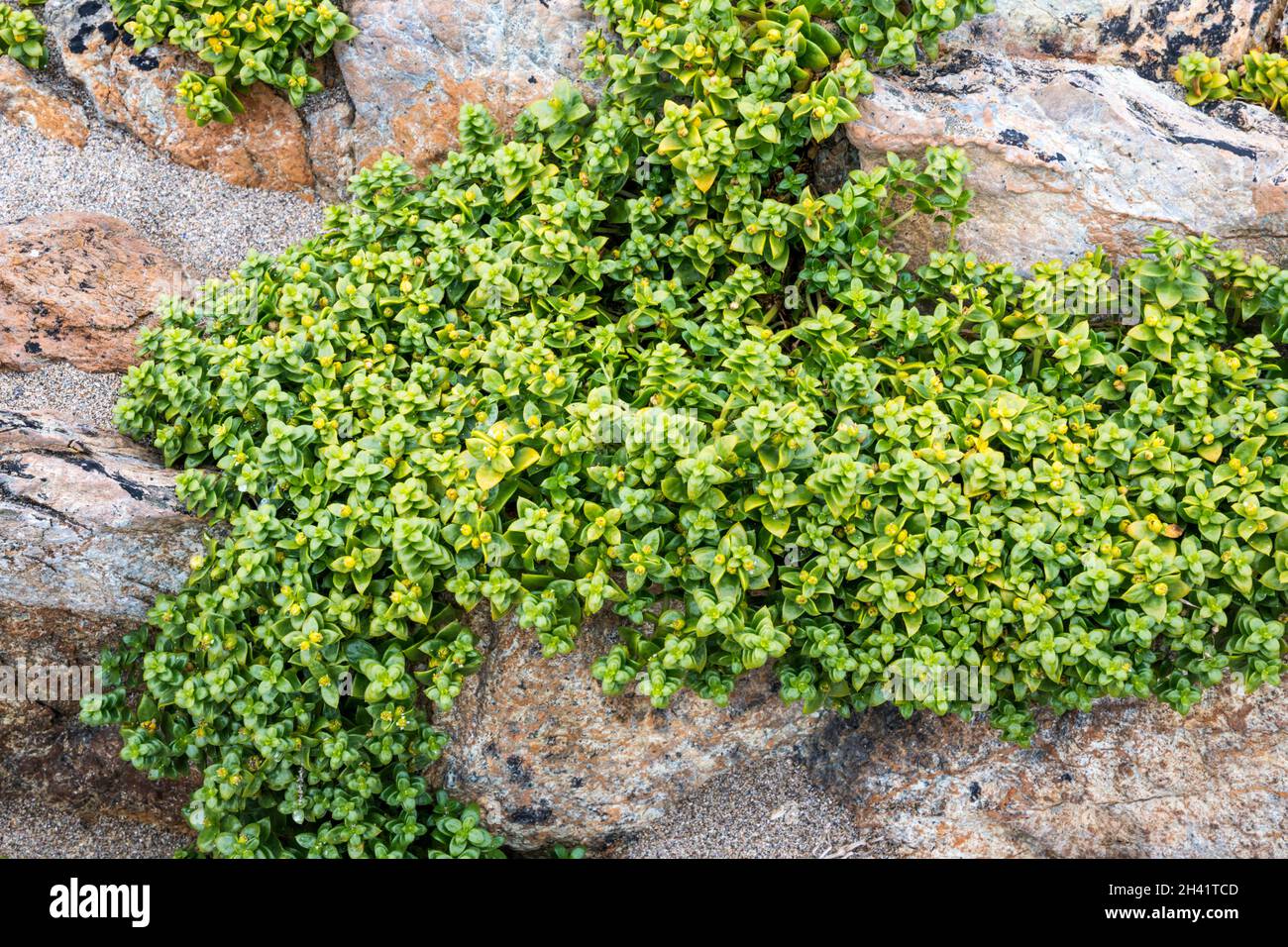 Sea spurge, Euphorbia paralias, growing on rocks at a beach on Unst ...