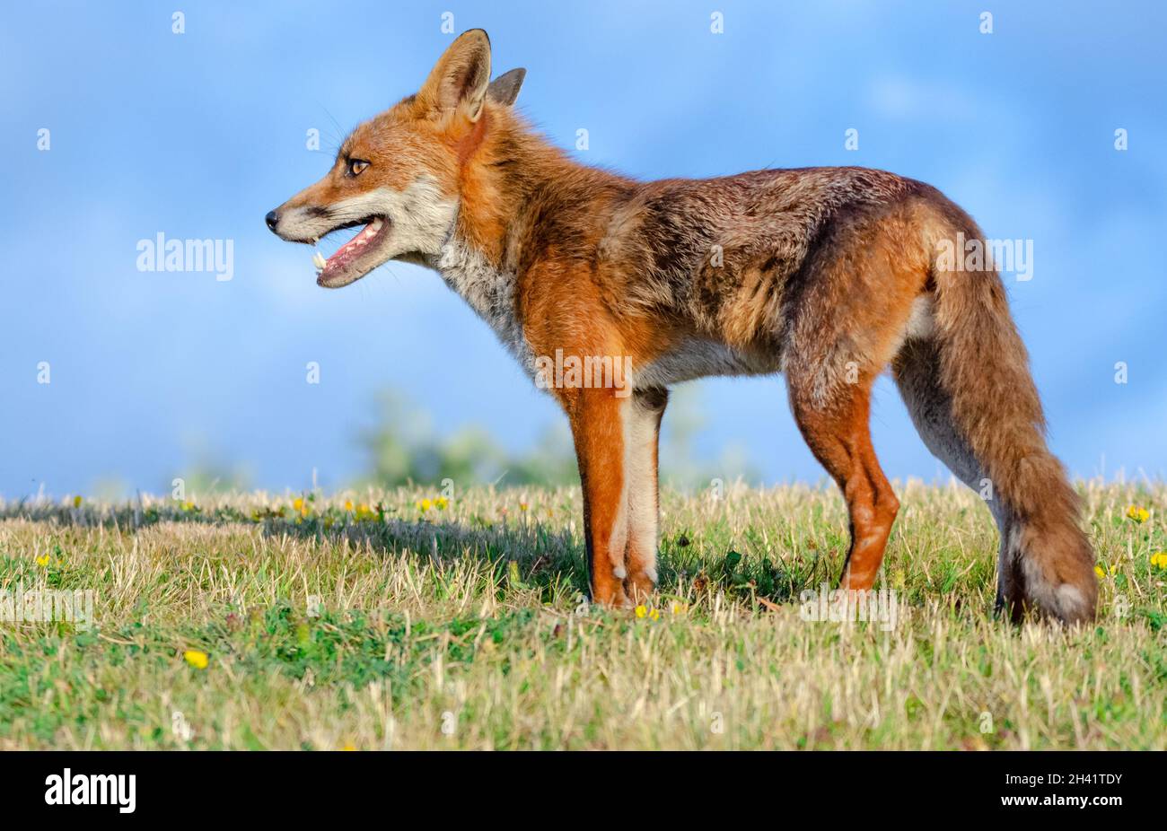Sad looking fox hi-res stock photography and images - Alamy