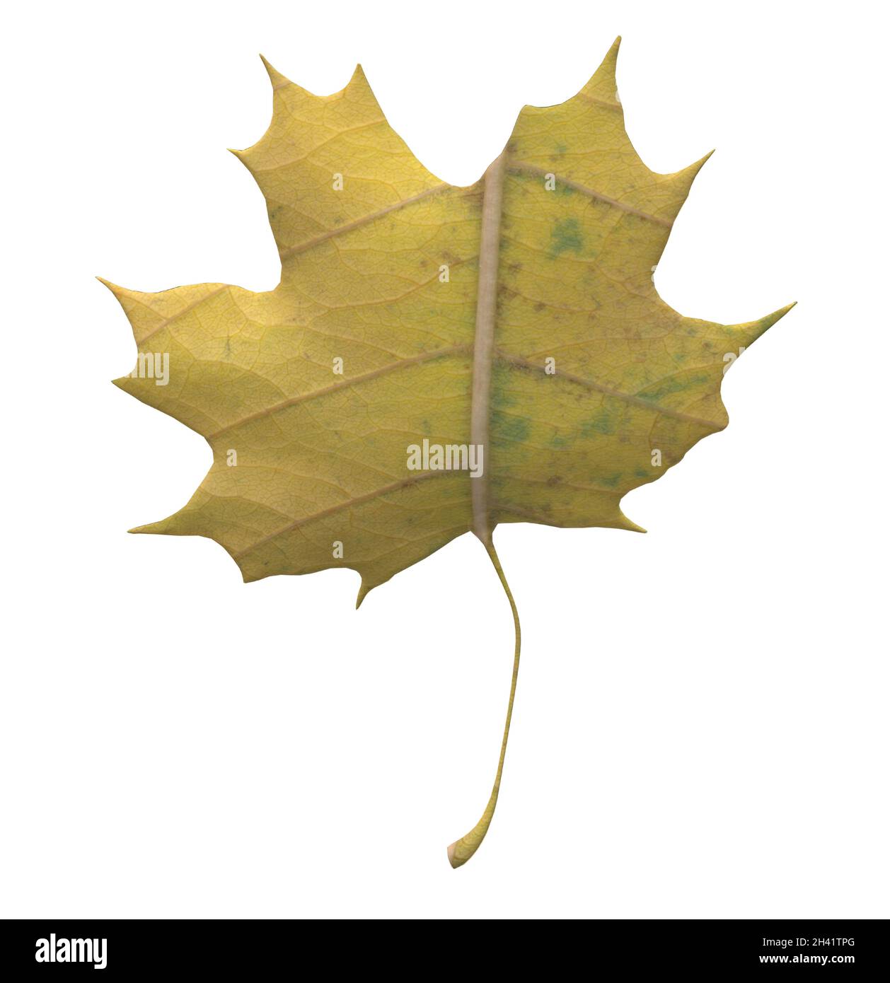 Indoor maple Stock Vector Images - Alamy