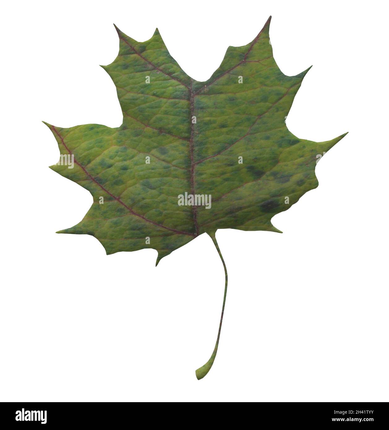 Indoor maple Stock Vector Images - Alamy