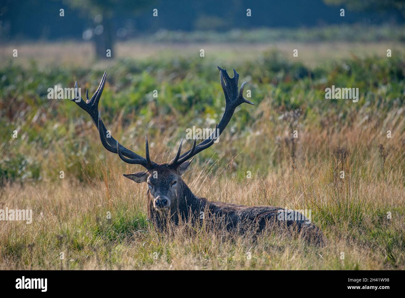 A stag in Richmond Park, London in autumn Stock Photo - Alamy