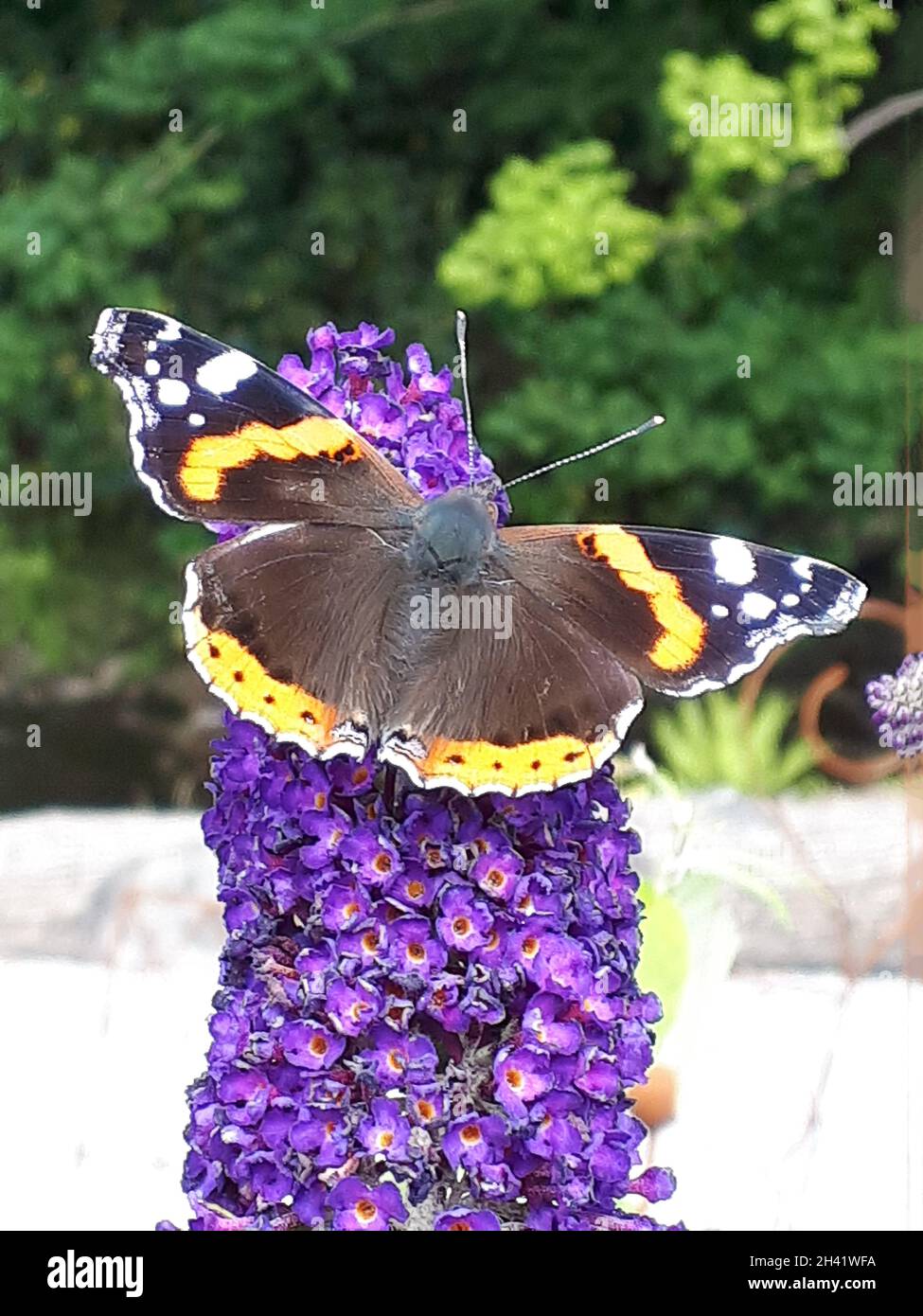 A large Tortoiseshell butterfly on a buddleia or butterfly bush.This ...