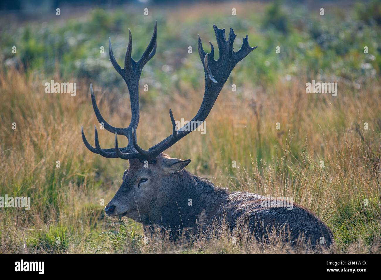 A stag in Richmond Park, London in autumn Stock Photo - Alamy