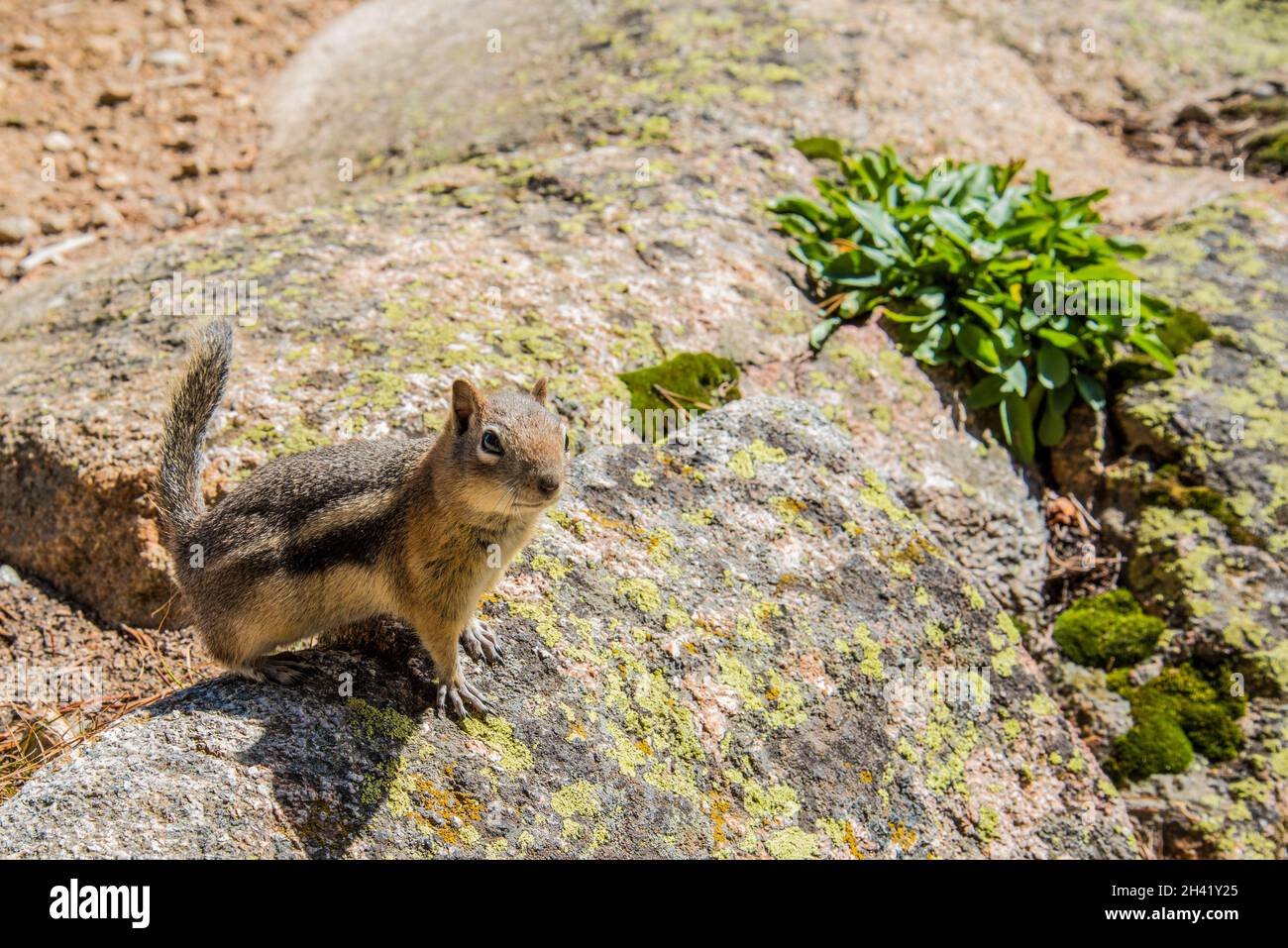 Chipmunk tail hi-res stock photography and images - Alamy