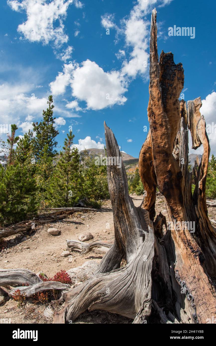 An old dead trunk with holes in the Rocky Mountain National Park, USA ...