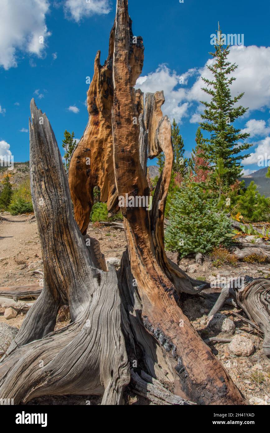 An old dead trunk with holes in the Rocky Mountain National Park, USA ...