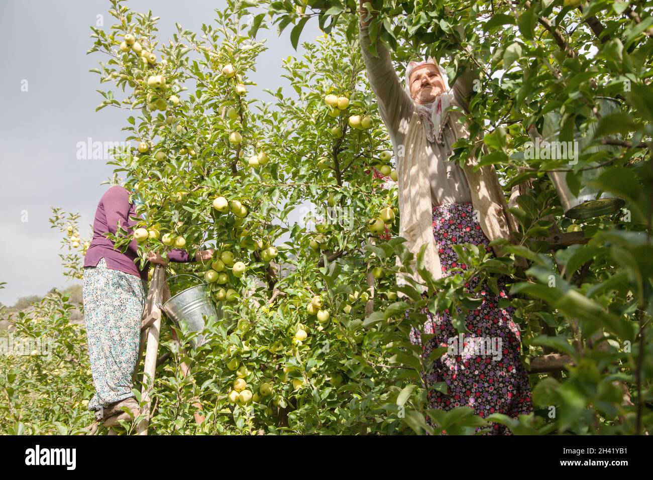 Farmers holding green apples hi-res stock photography and images - Alamy