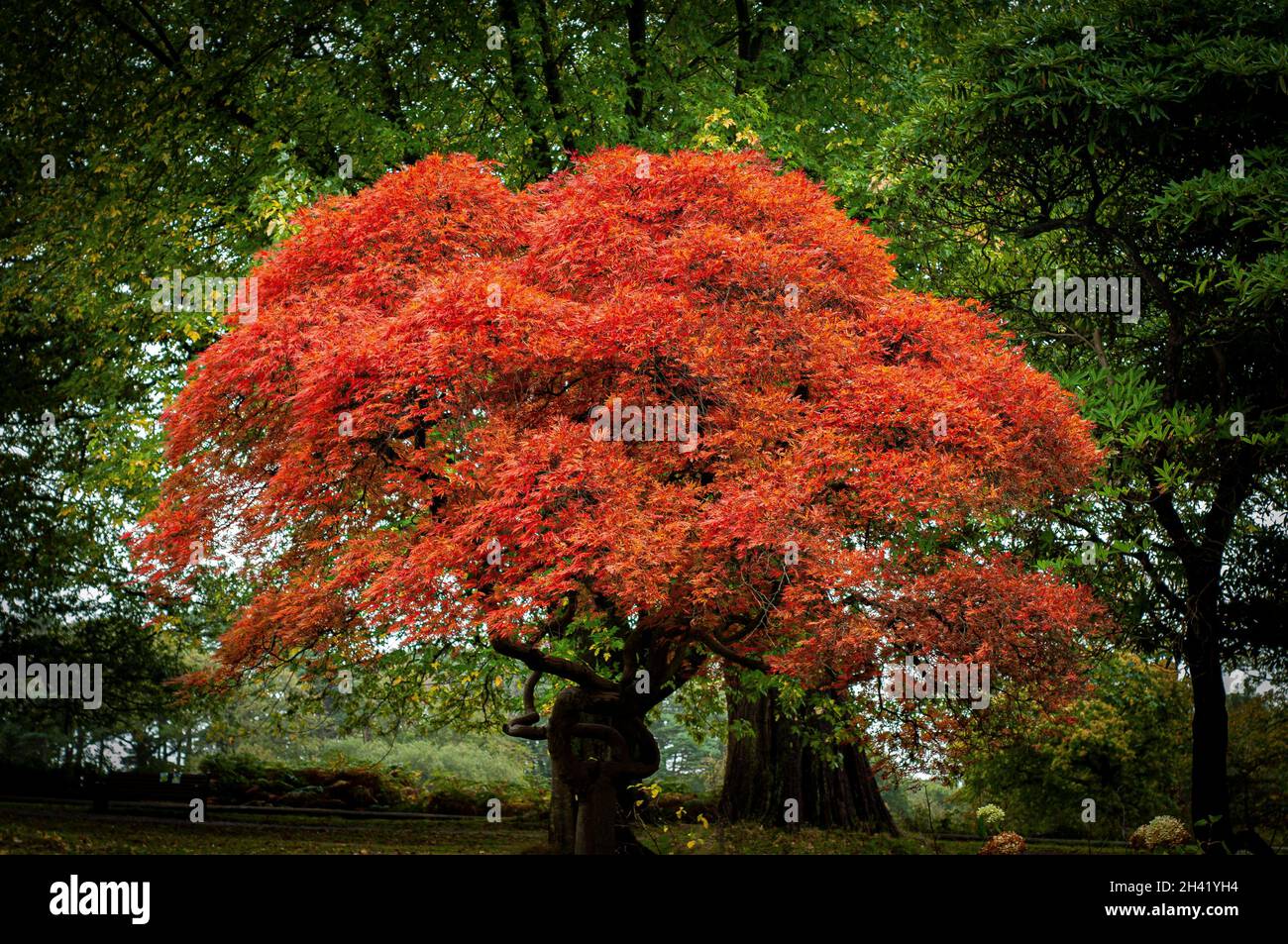 Margam country park tree hi-res stock photography and images - Alamy