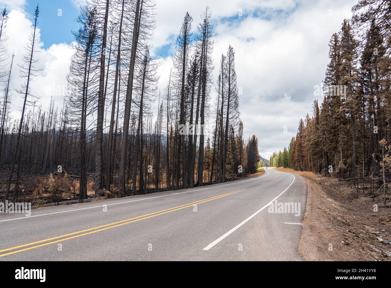 Highway leading through a burned forest in the Yellowstone National ...