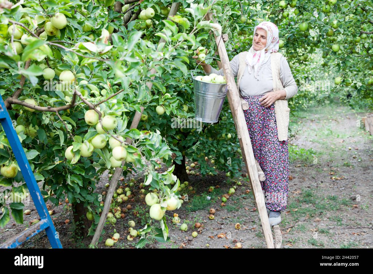 Farmers holding green apples hi-res stock photography and images - Alamy