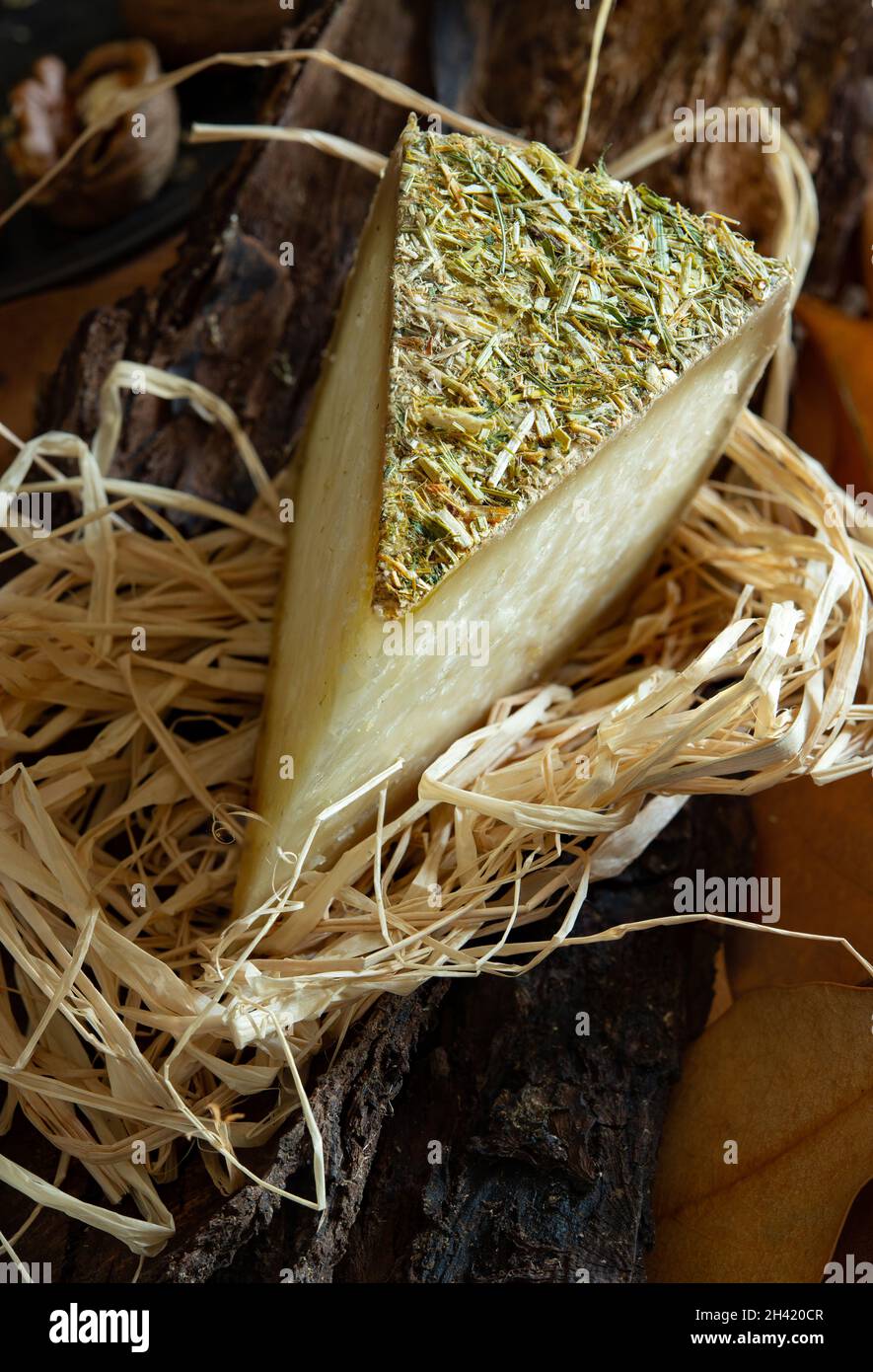 slice of pecorino cheese with mountain hay, in autumnal background on ...