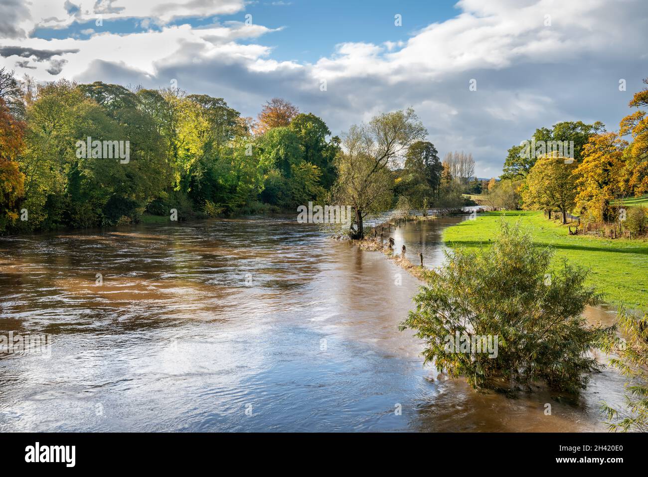 River Teviot in Flood after October 2021 rains in The Scottish Borders ...