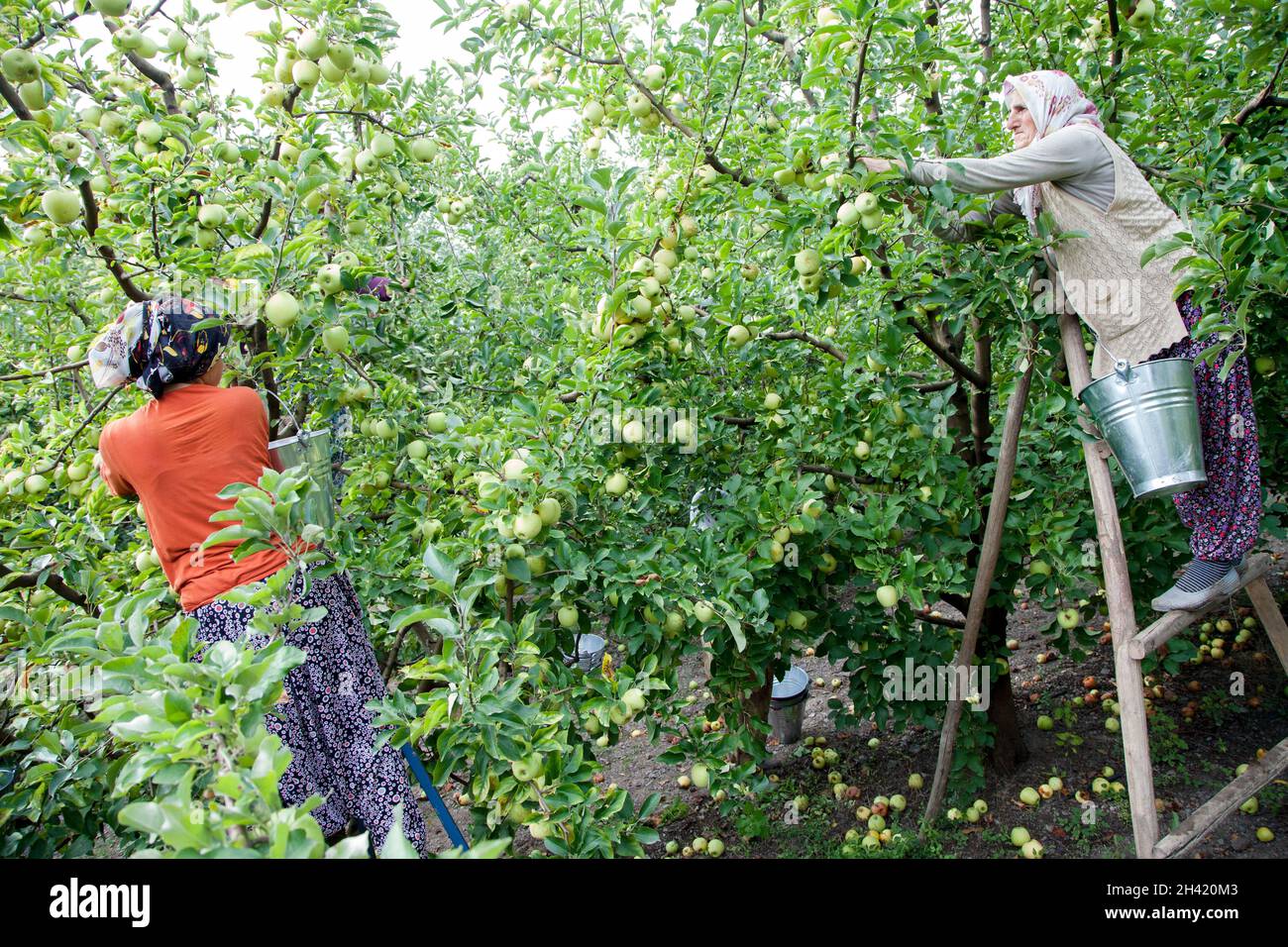 Apple tree orchard harvest hi-res stock photography and images - Alamy