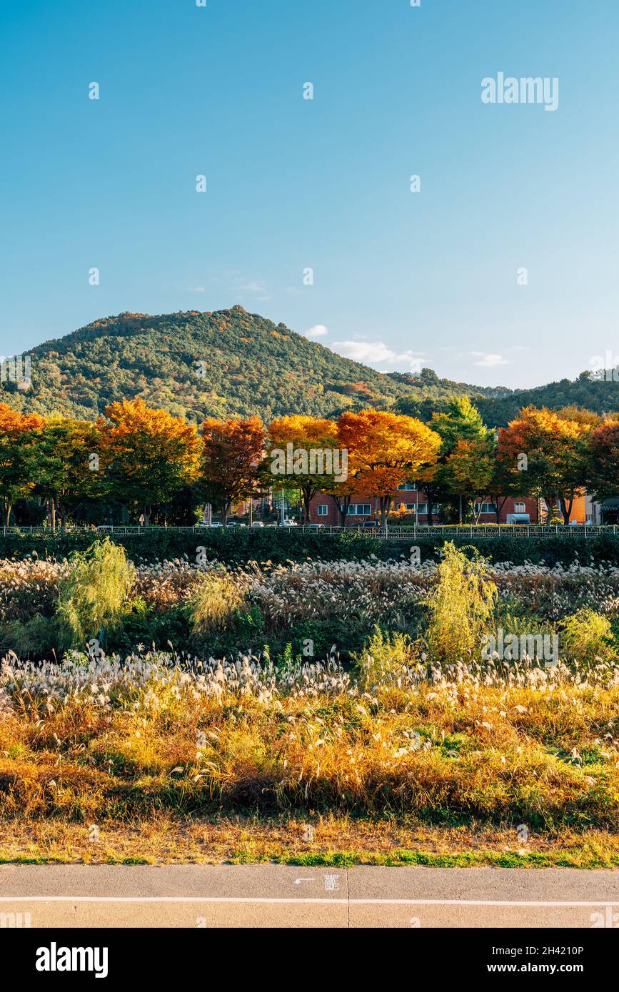 Jeonjucheon stream street at autumn in Jeonju, Korea Stock Photo - Alamy