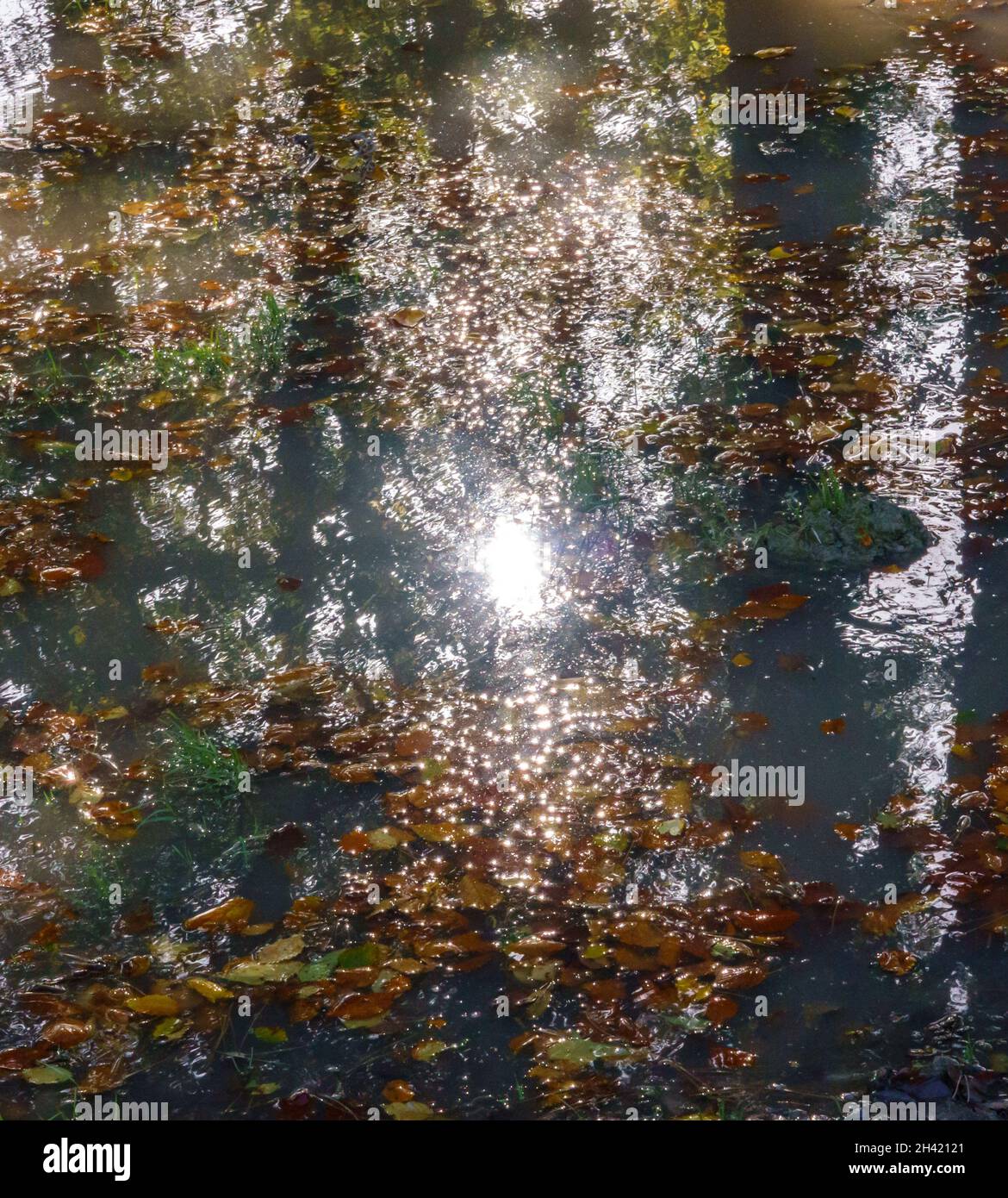 trees reflecting and sparkling sunlight in a pool of leaf littered ...