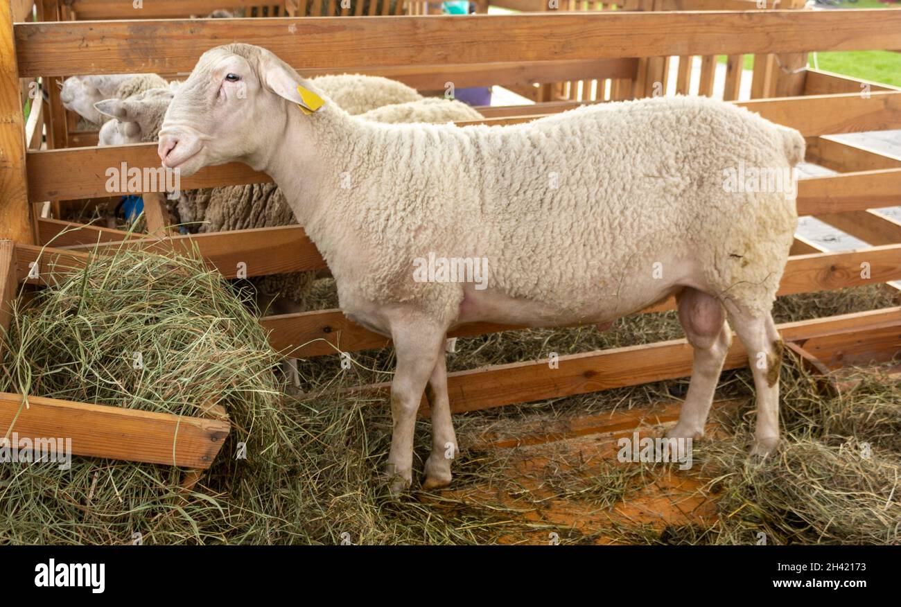 Adult ram hi-res stock photography and images - Alamy