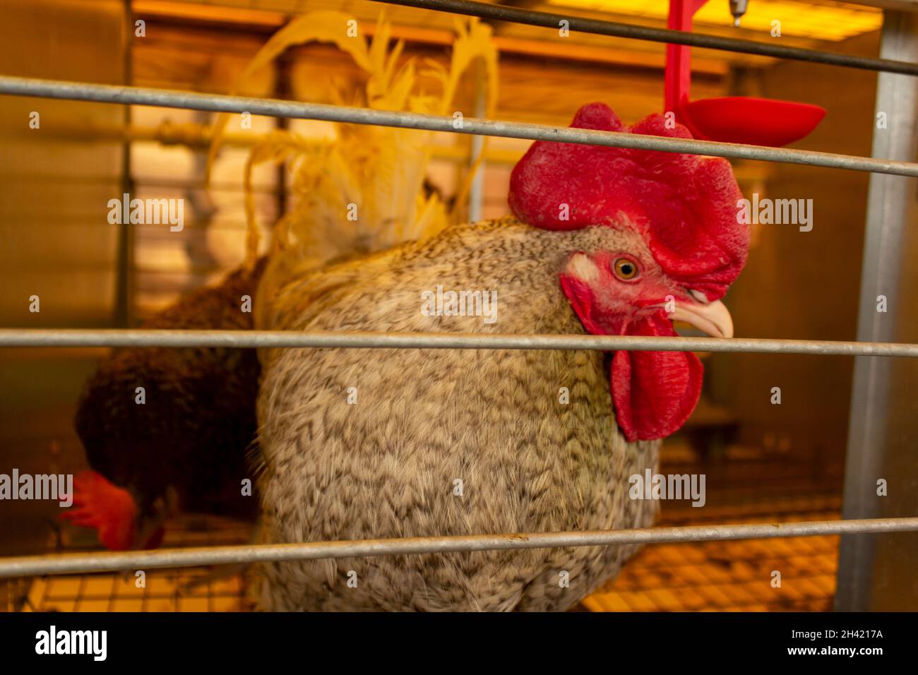 Red rooster hi-res stock photography and images - Alamy