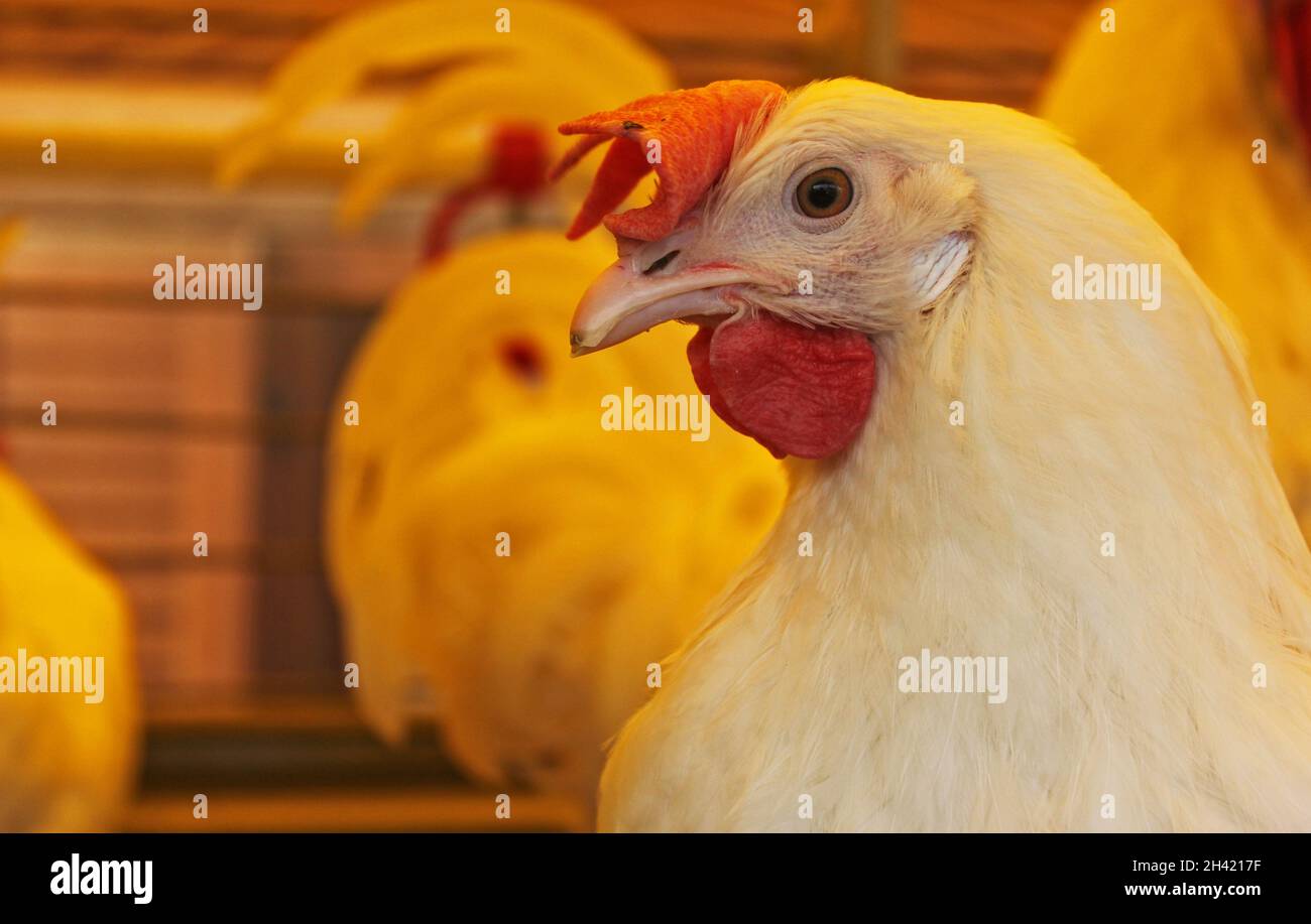 Cute hen on a nest of straw Stock Photo - Alamy