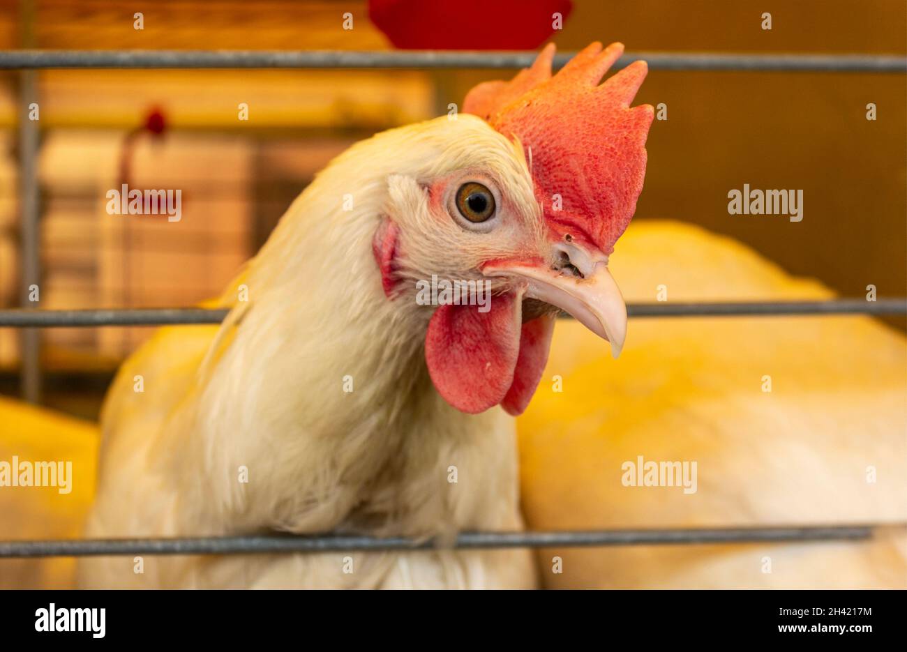 Cute hen on a nest of straw Stock Photo - Alamy