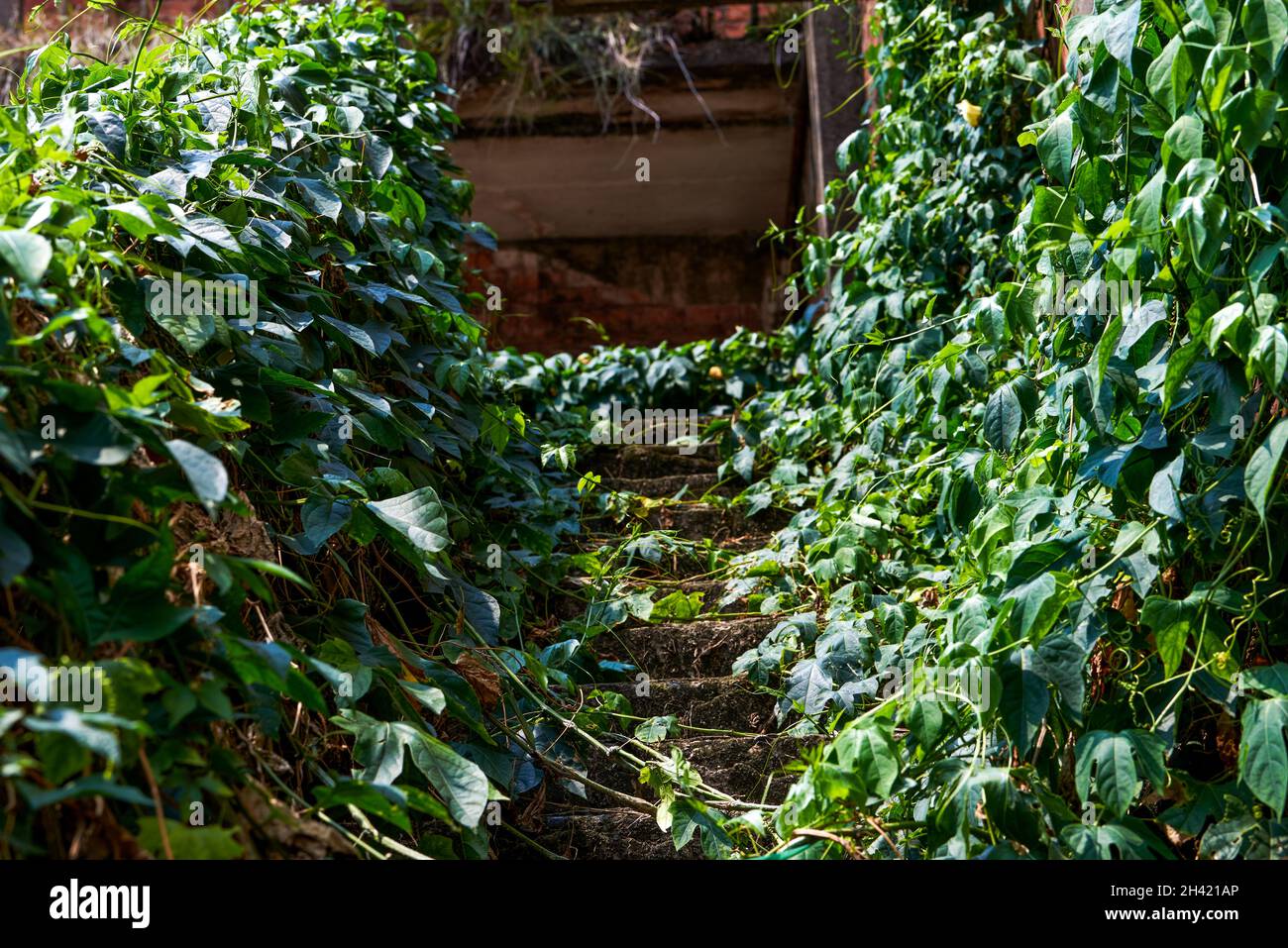 The old red turn stairs are overgrown with creeper plants Stock Photo ...