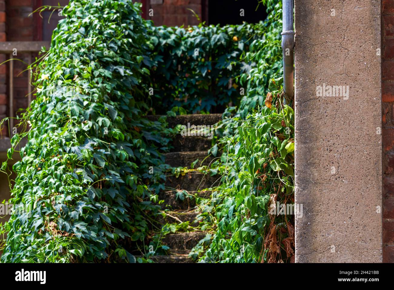 The old red turn stairs are overgrown with creeper plants Stock Photo ...