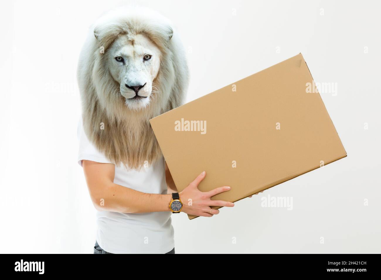 man with head of lion holding delivery boxes on white background Stock ...