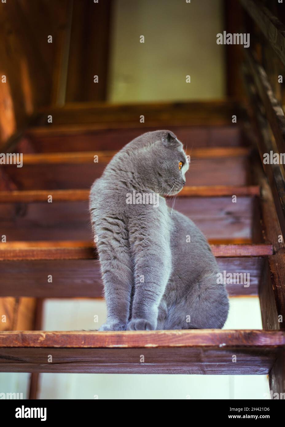 Gray scottish fold cat sitting on wooden steps Stock Photo - Alamy