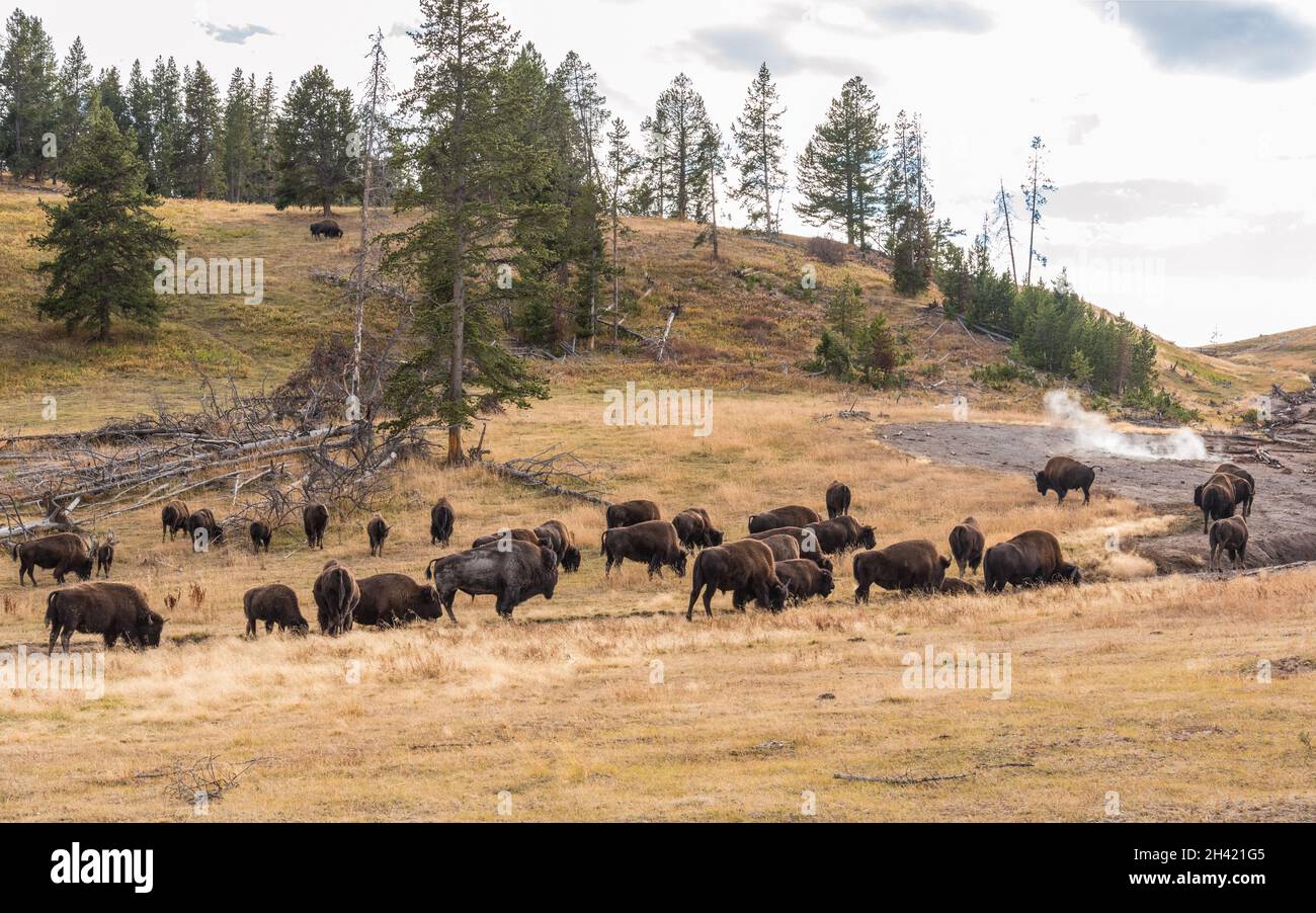 Chief White Bull High Resolution Stock Photography and Images - Alamy