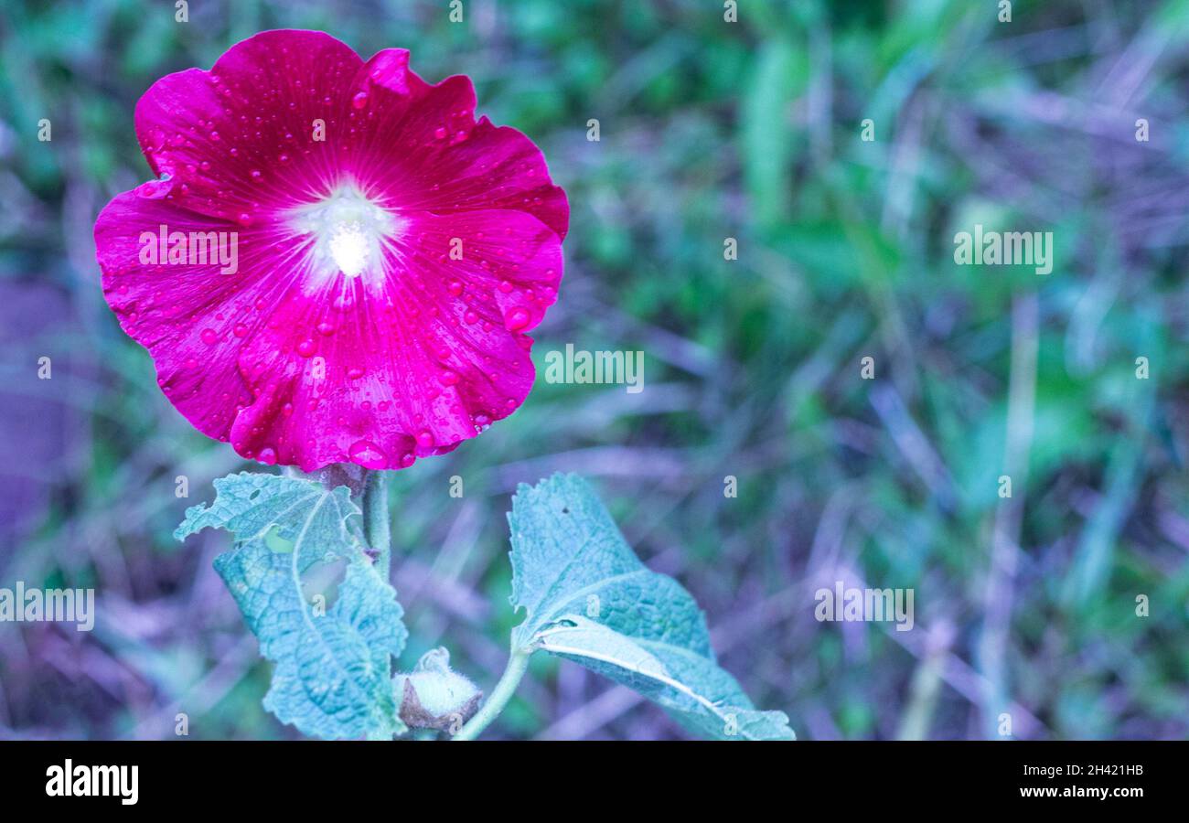 Pink musky mallow flower on a background of grass, on a sunny summer ...