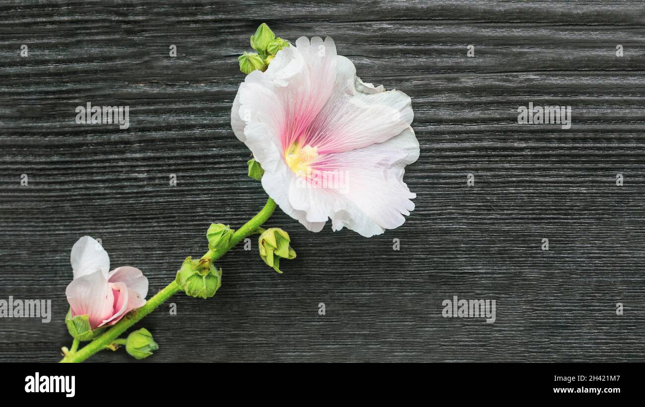 White musk mallow flower hi-res stock photography and images - Alamy
