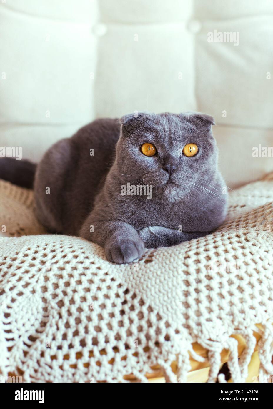 Gray scottish fold cat sitting on a chair Stock Photo - Alamy