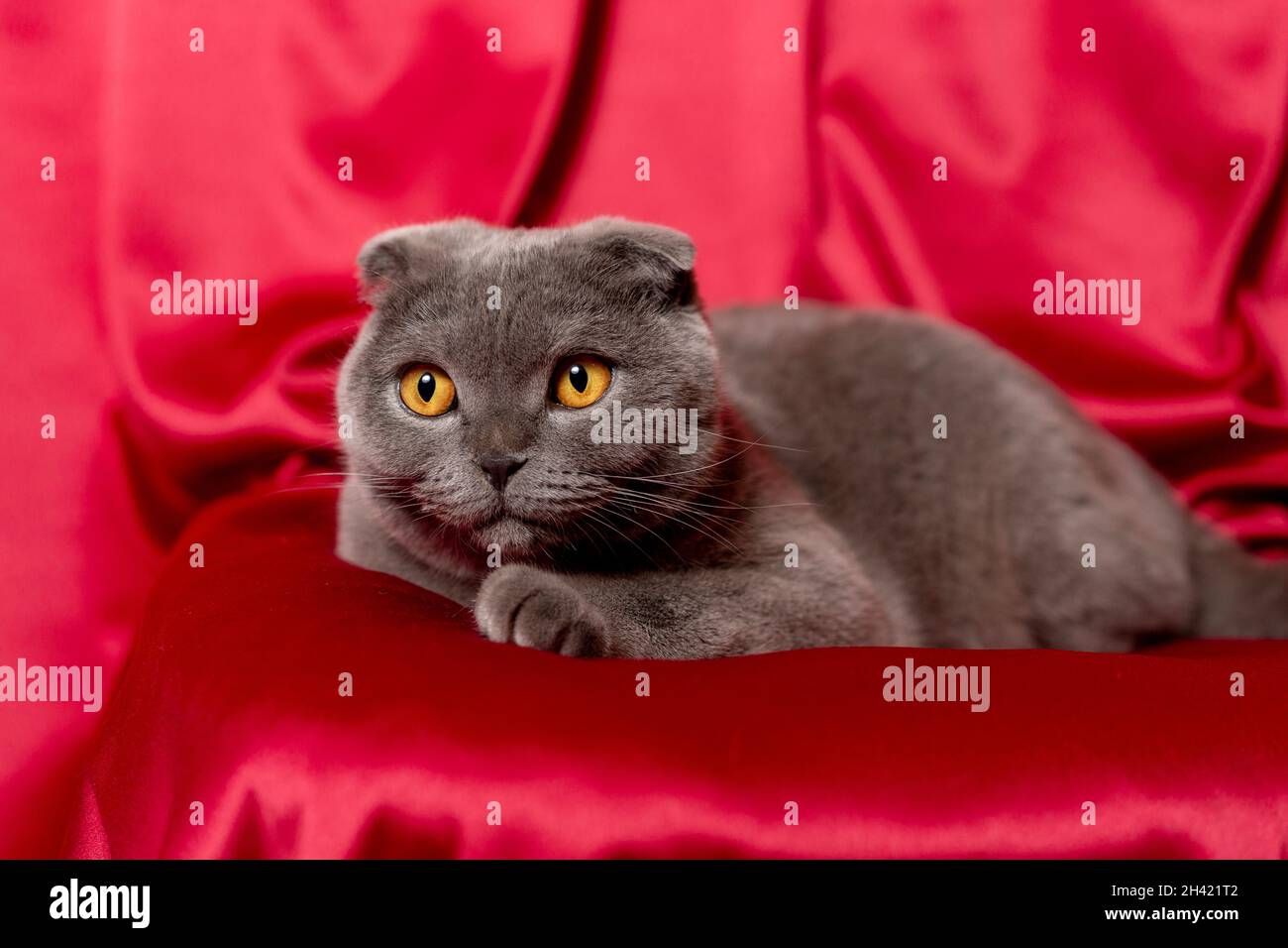 Red scottish fold british shorthair hi-res stock photography and images ...