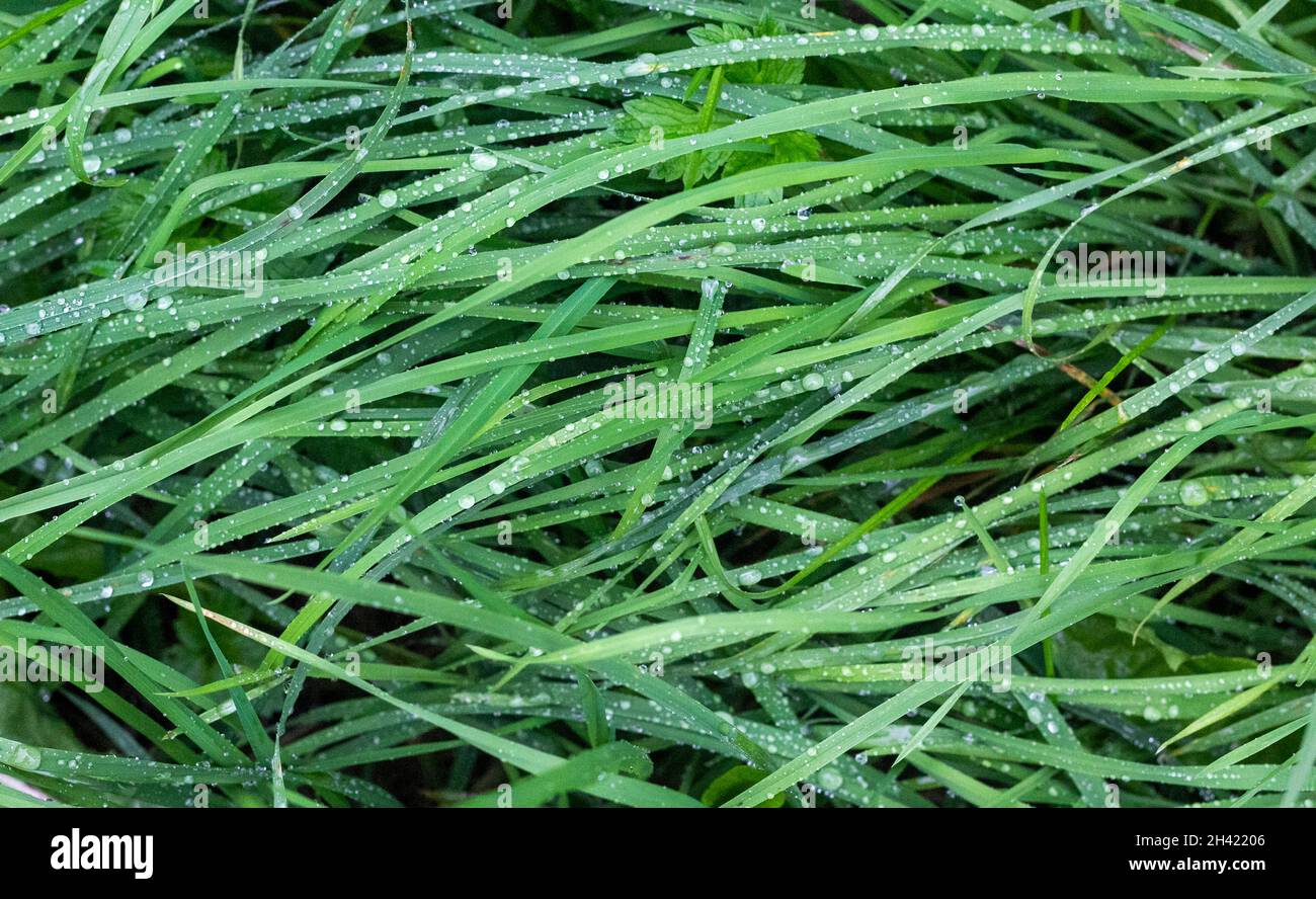 Close up view dense grass hi-res stock photography and images - Alamy
