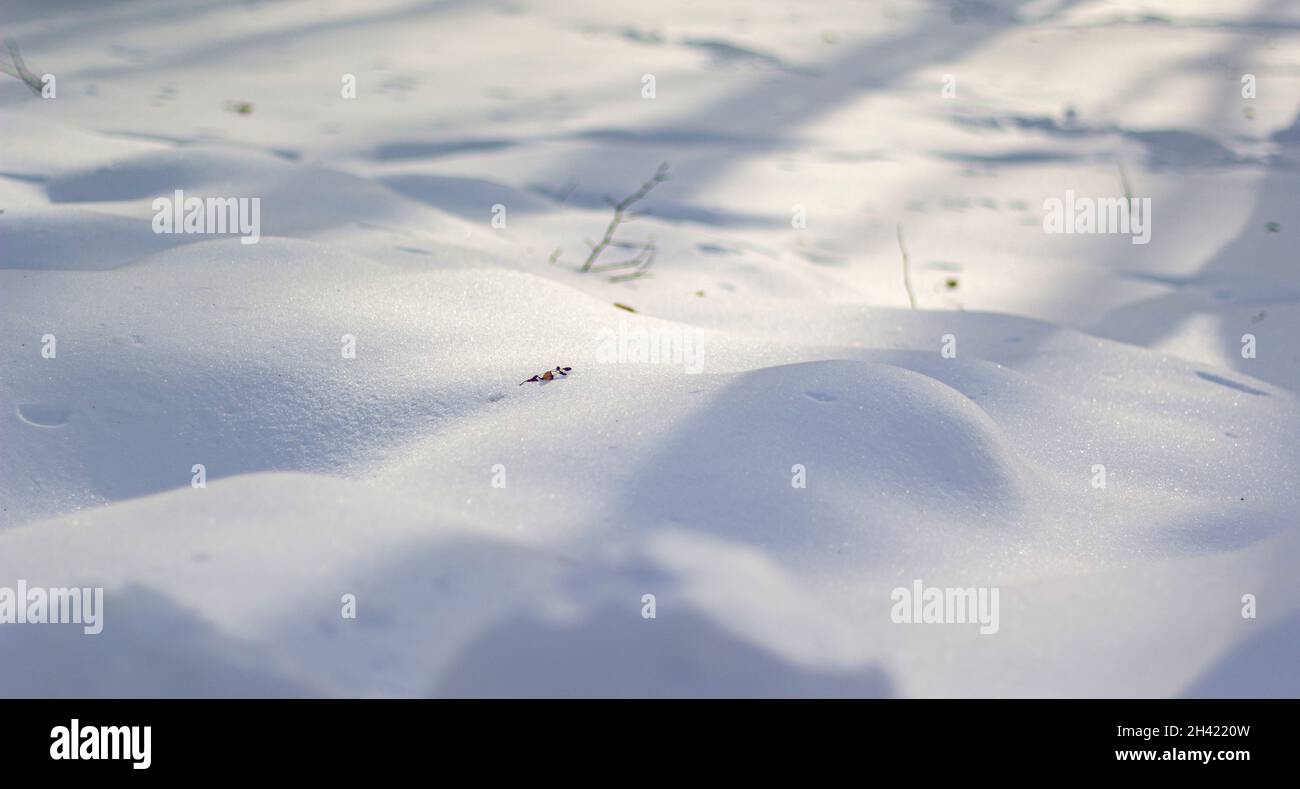 Pure white snow. Winter landscape. Frosty weather Stock Photo - Alamy