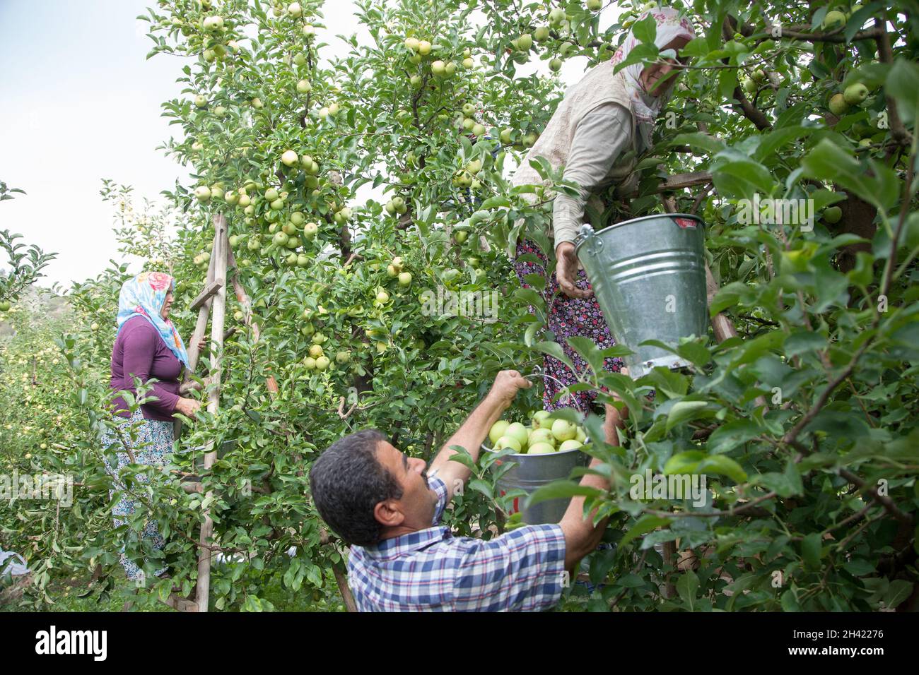 Amasya , Turkey-09/29/2015: Farmers collecting apples in apple orchard ...