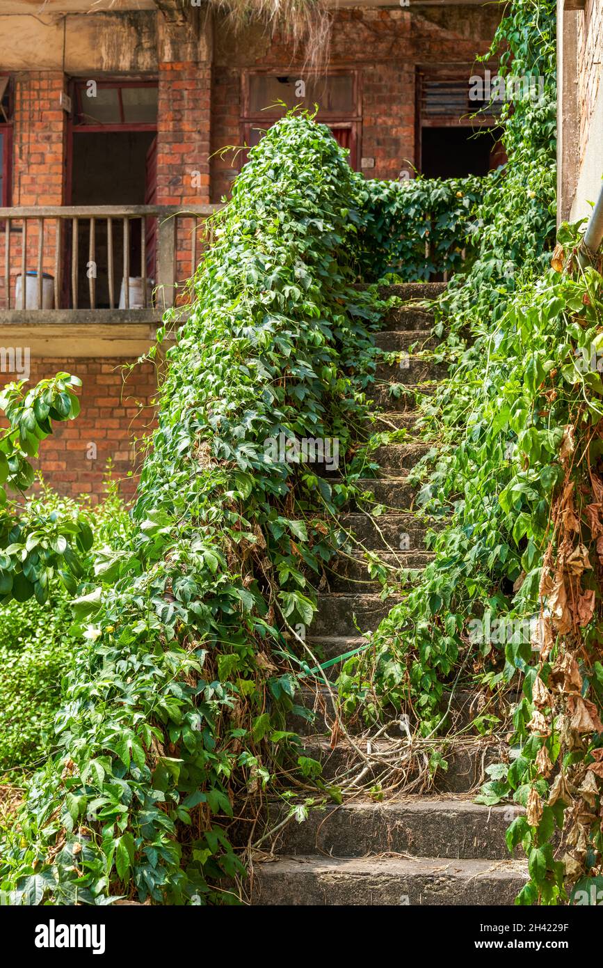 The old red turn stairs are overgrown with creeper plants Stock Photo ...
