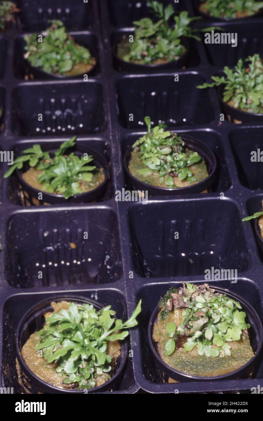 Parkeriaceae hi-res stock photography and images - Alamy